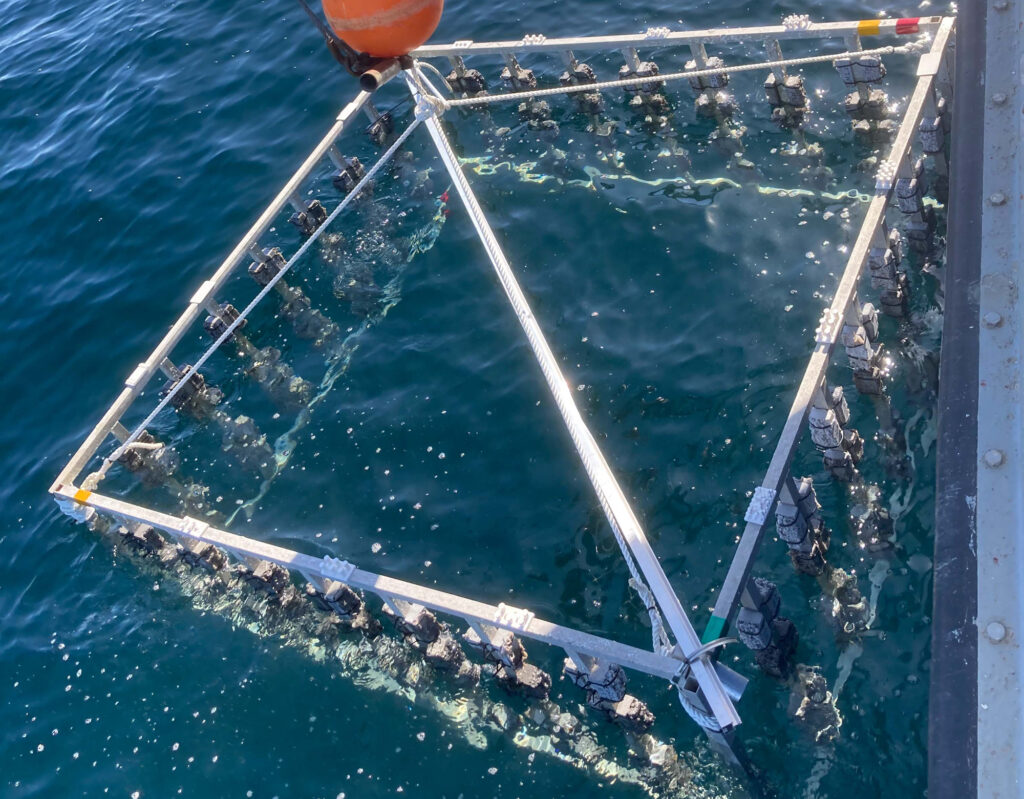 Building structures for coral reefs using low-carbon concrete - Thomas ...